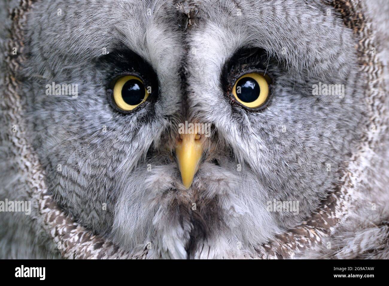 Owl head 005 hi-res stock photography and images - Alamy