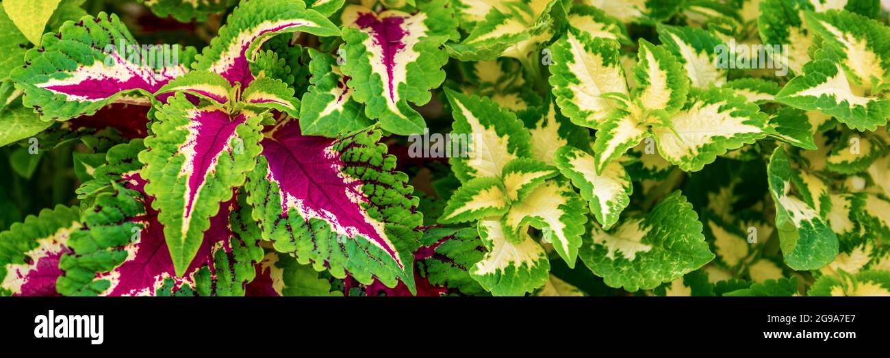 Coleus plant banner. Close up of variegated Coleus plants. Painted ...