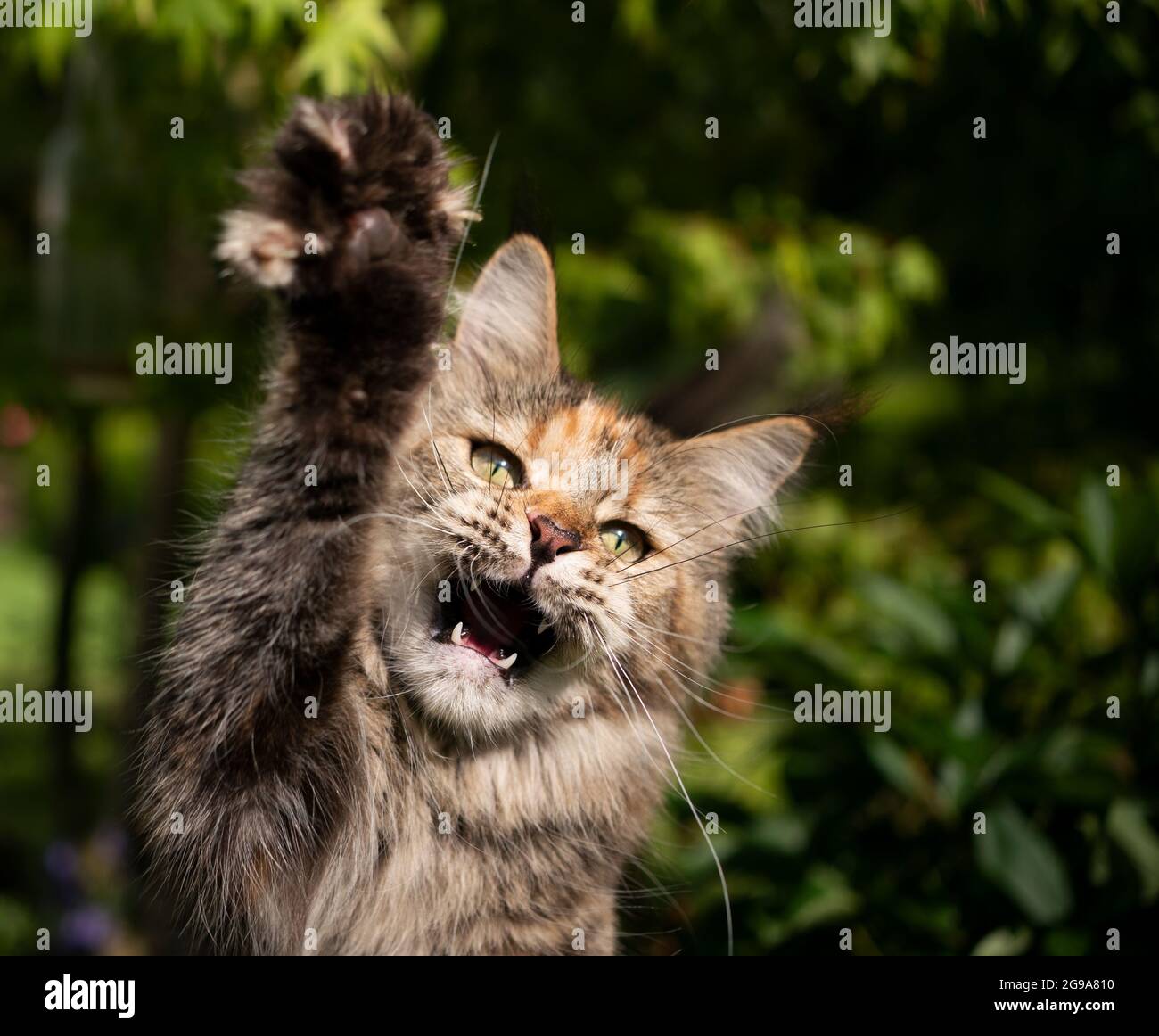 calico maine coon cat hunting raising paw outdoors in sunny garden ...