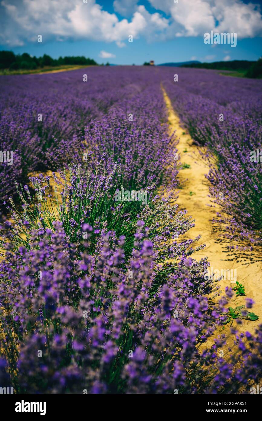 Lavender walkway hi-res stock photography and images - Alamy