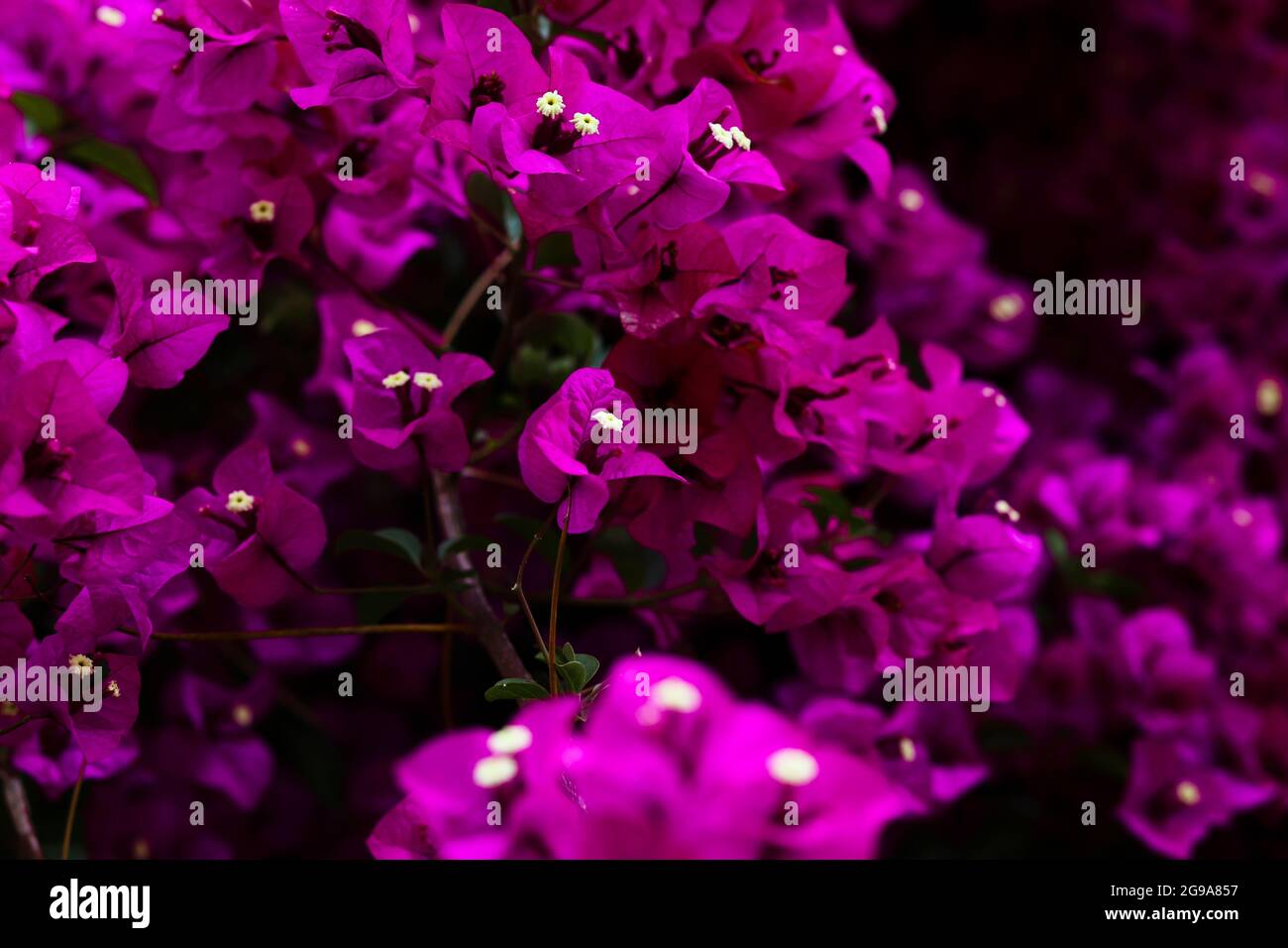 Bright fuchsia Bougainvillea with dark background Stock Photo - Alamy