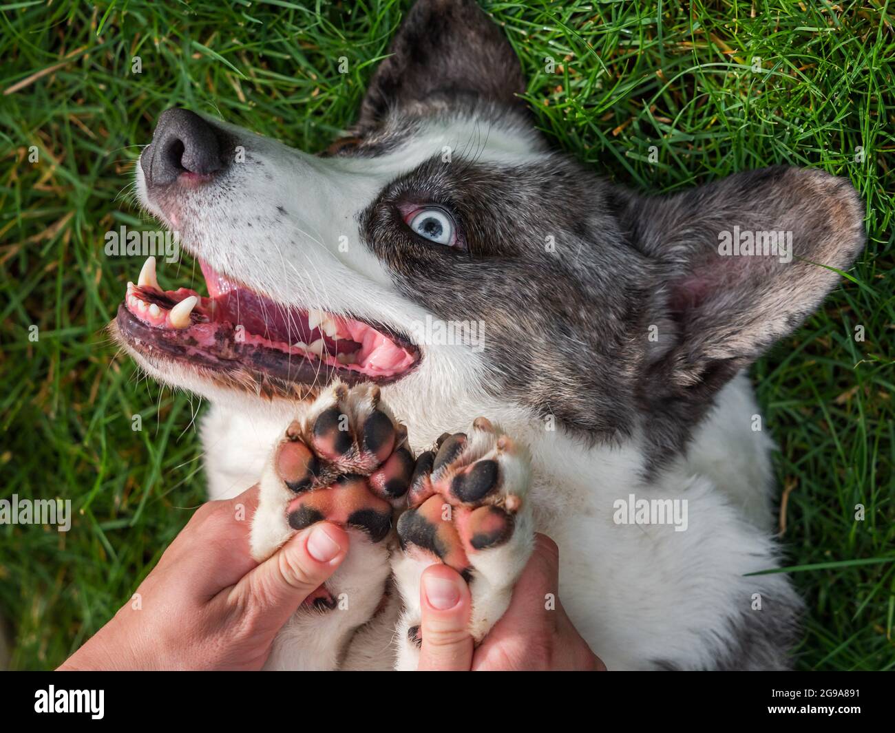 Handsome gray corgi makes faces, pets, animals Stock Photo - Alamy
