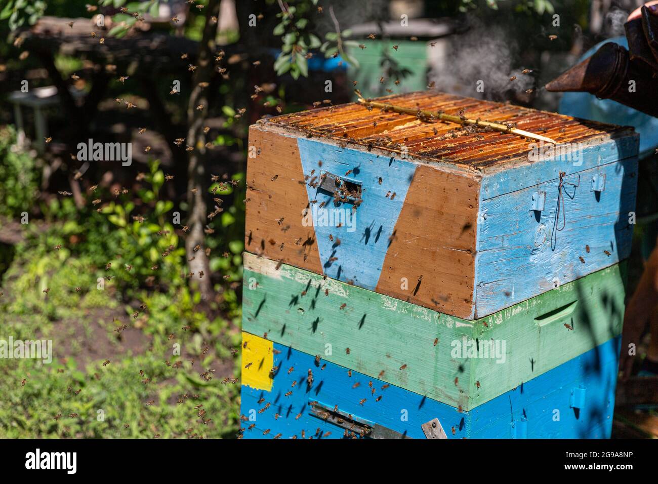 Beekeeping tourism hi-res stock photography and images - Alamy