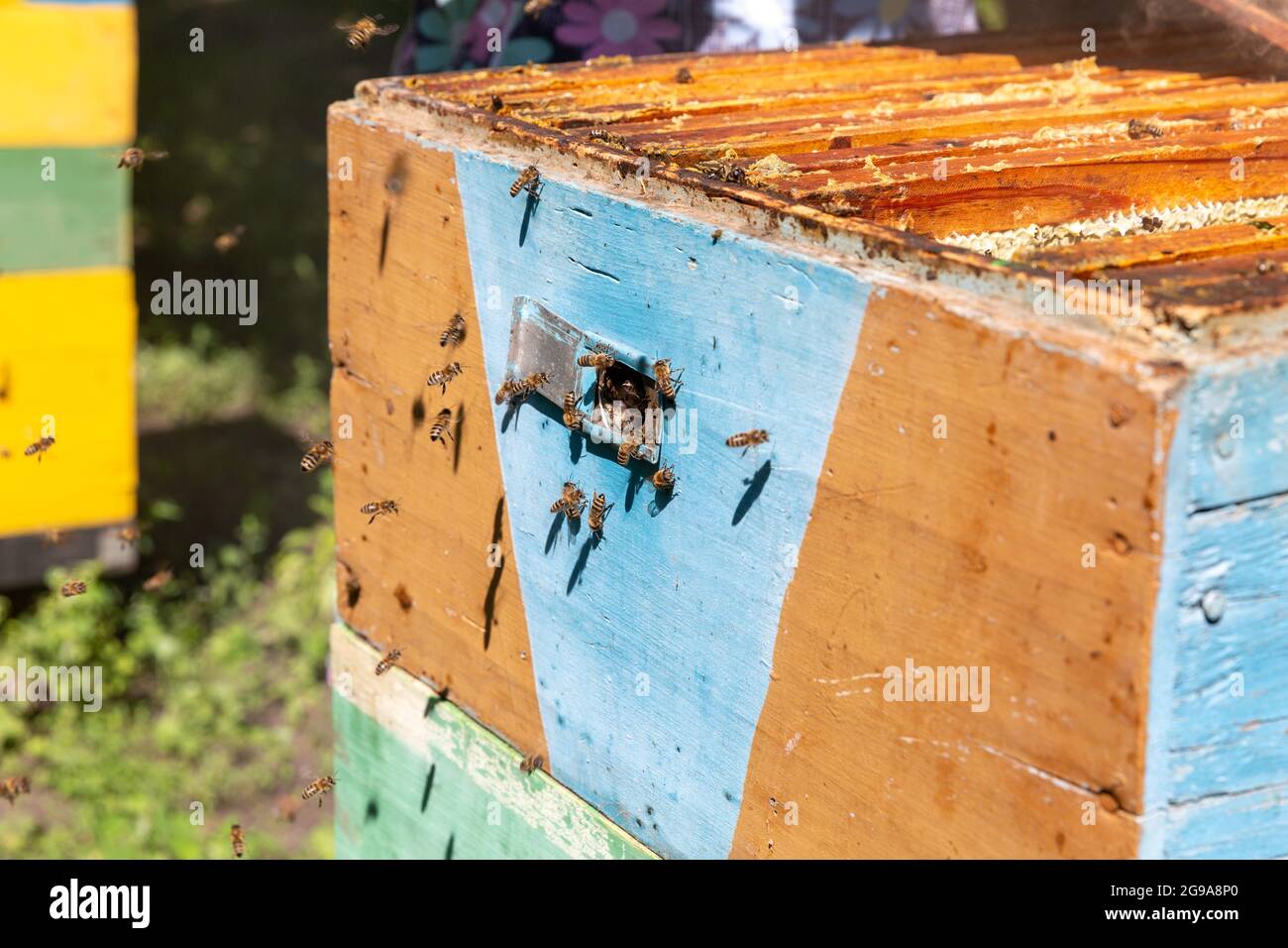 an open hive, bees fly in through the window Stock Photo - Alamy