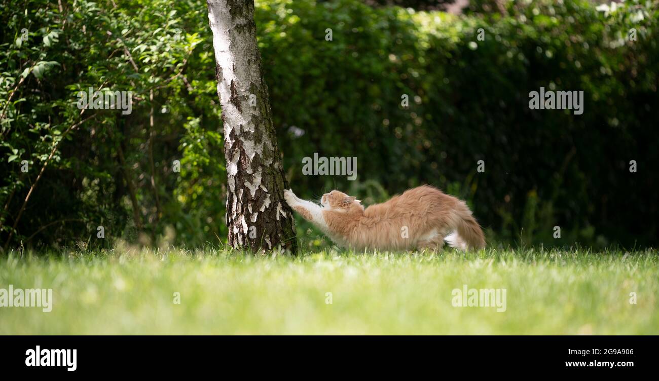 ginger white cat stretching paws on birch tree in green garden Stock ...
