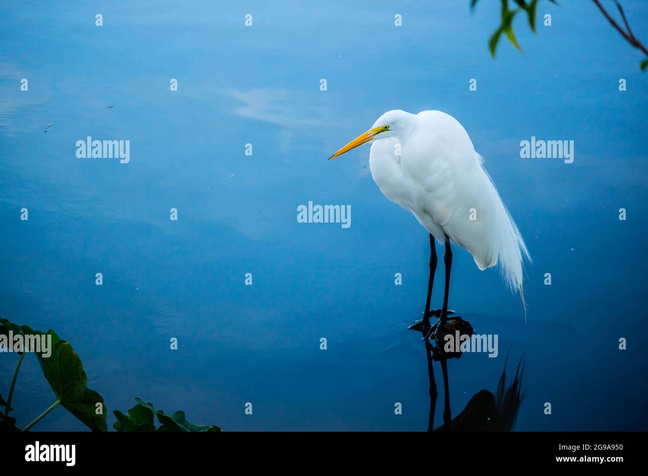A portrait shot of a large common bird chilling around the park of ...