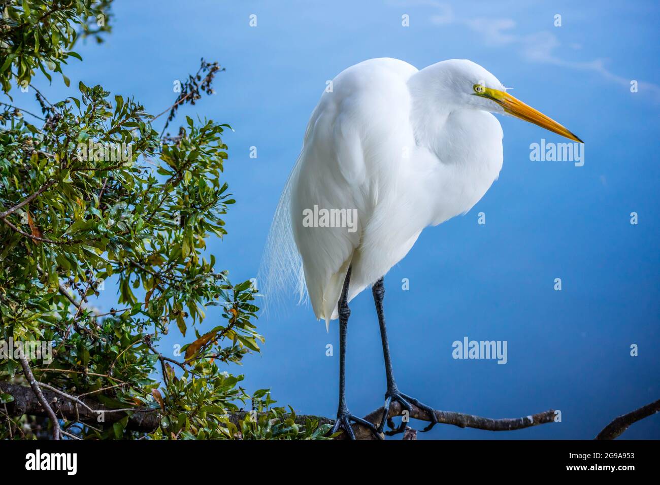 Shot bird around hi-res stock photography and images - Alamy