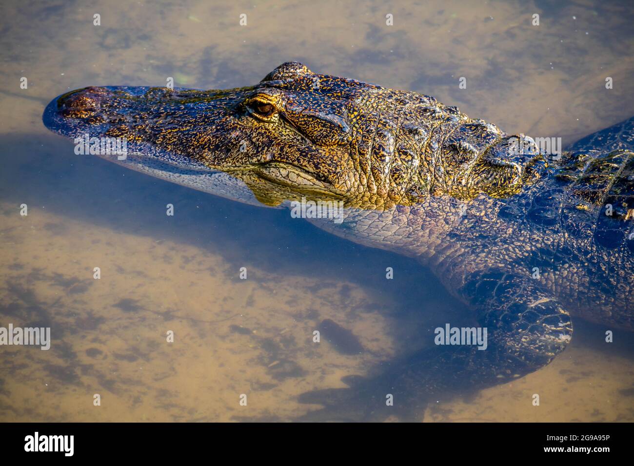 A reptilian commonly known as gator swimming around the swamp of ...