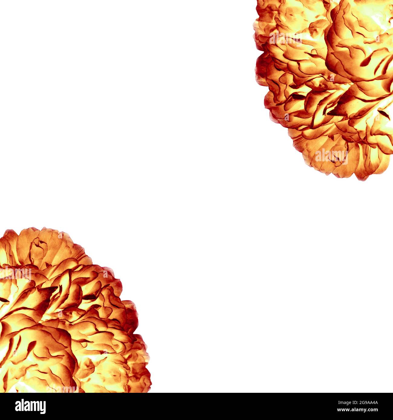 Orange roses flower patterns on the edges closeup digital illustration ...