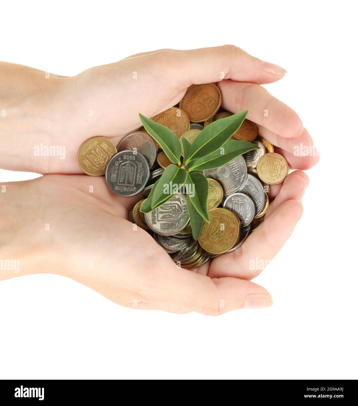 woman's hands are holding a money tree on white background close-up ...