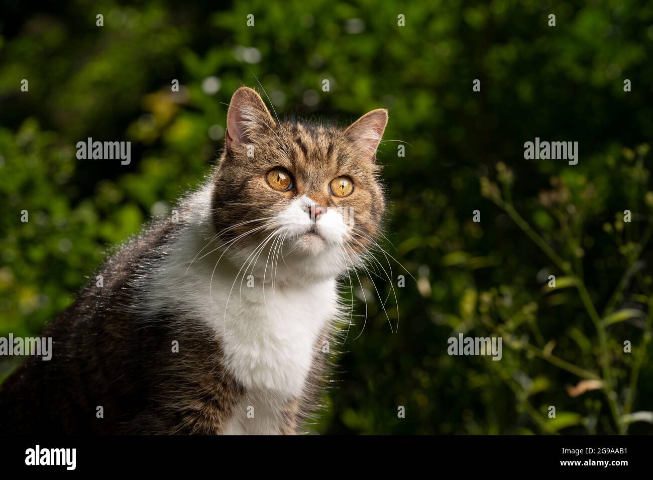 tabby white british shorthair cat portrait outdoors in sunlight with ...