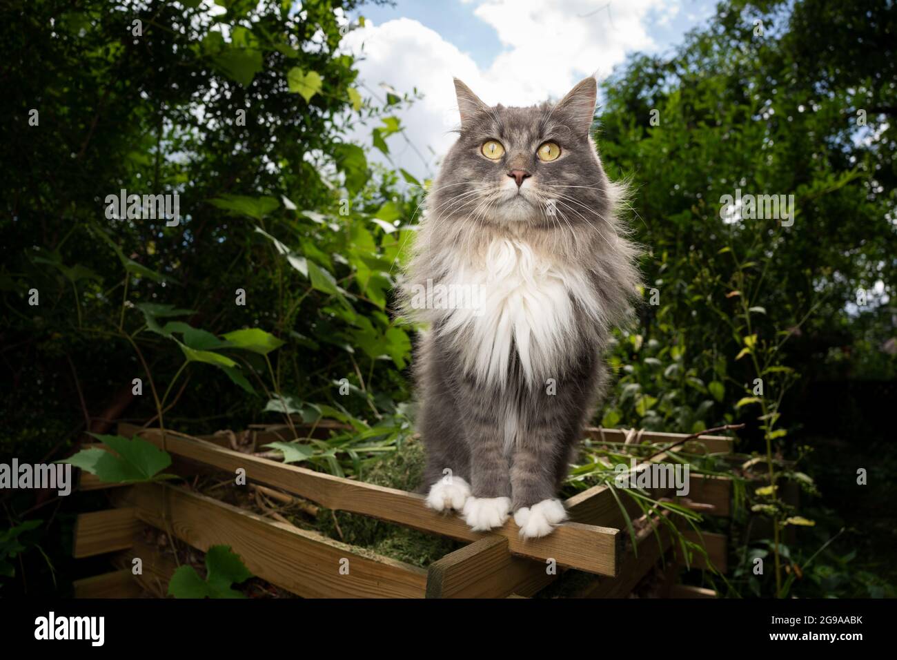 curious gray white maine coon cat standing on edge of compost heap ...