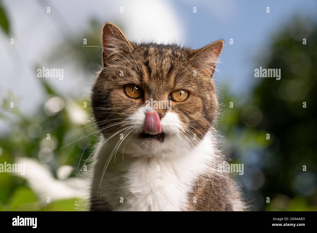 tabby white cat outdoors portrait in garden licking lips in summertime ...