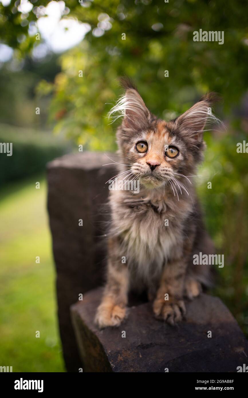 Calico Maine Coon Kittens