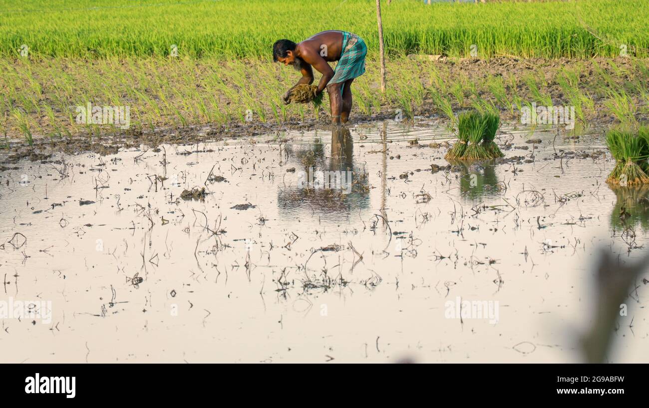 Bangladesh rice paddy hi-res stock photography and images - Alamy