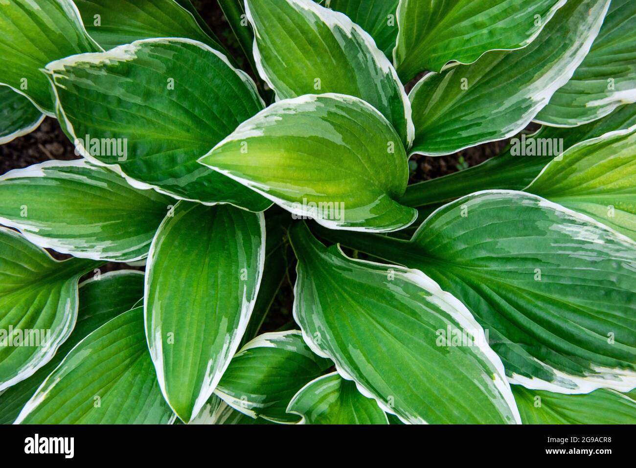 Hosta leaves floral pattern background. Lush green hosta foliage top ...