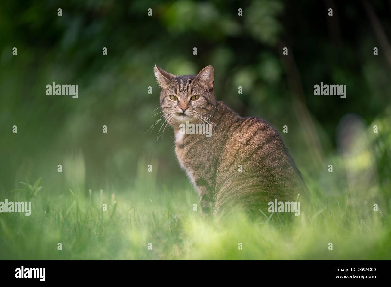 tabby cat sitting on green grass outdoors making funny face looking at ...