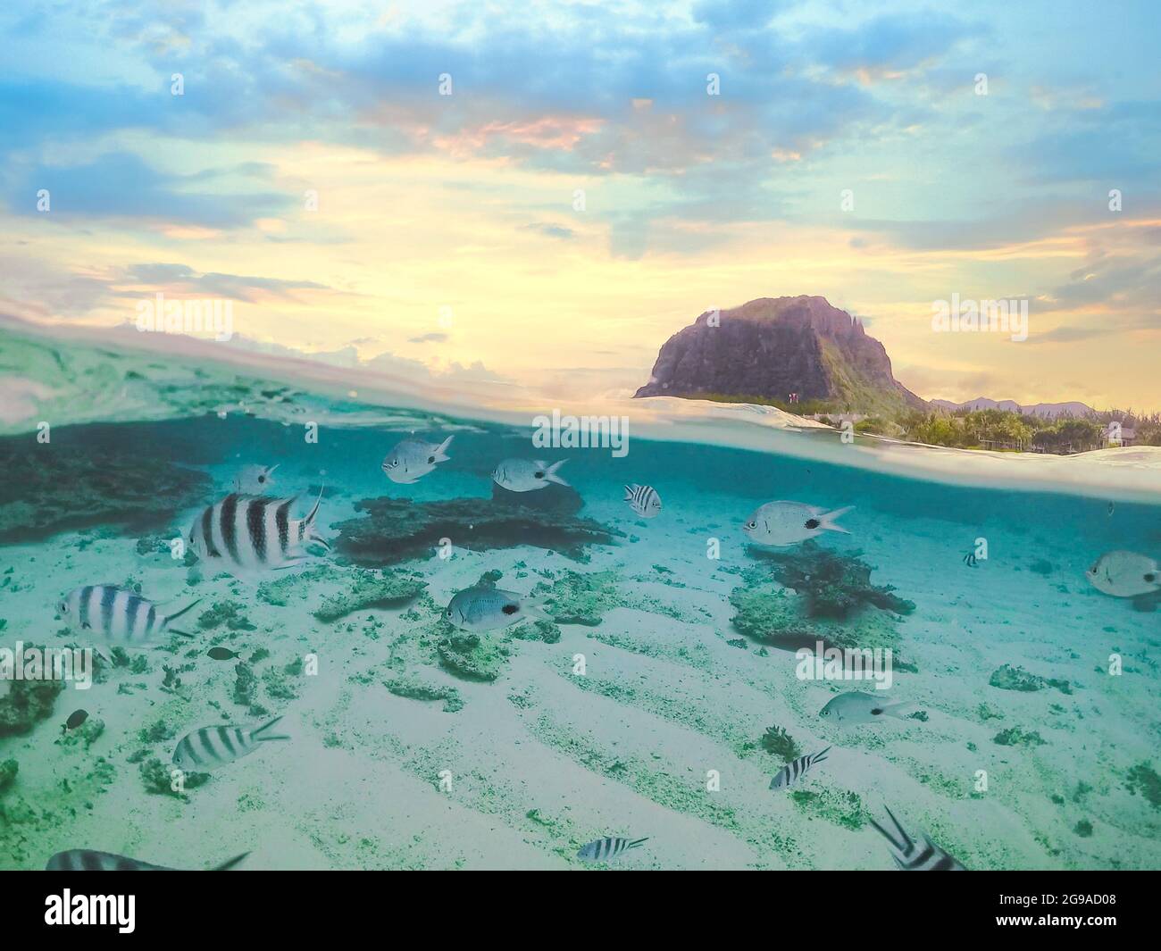 Tropical transparent ocean with tropical fish, Le Morne mountain and ...