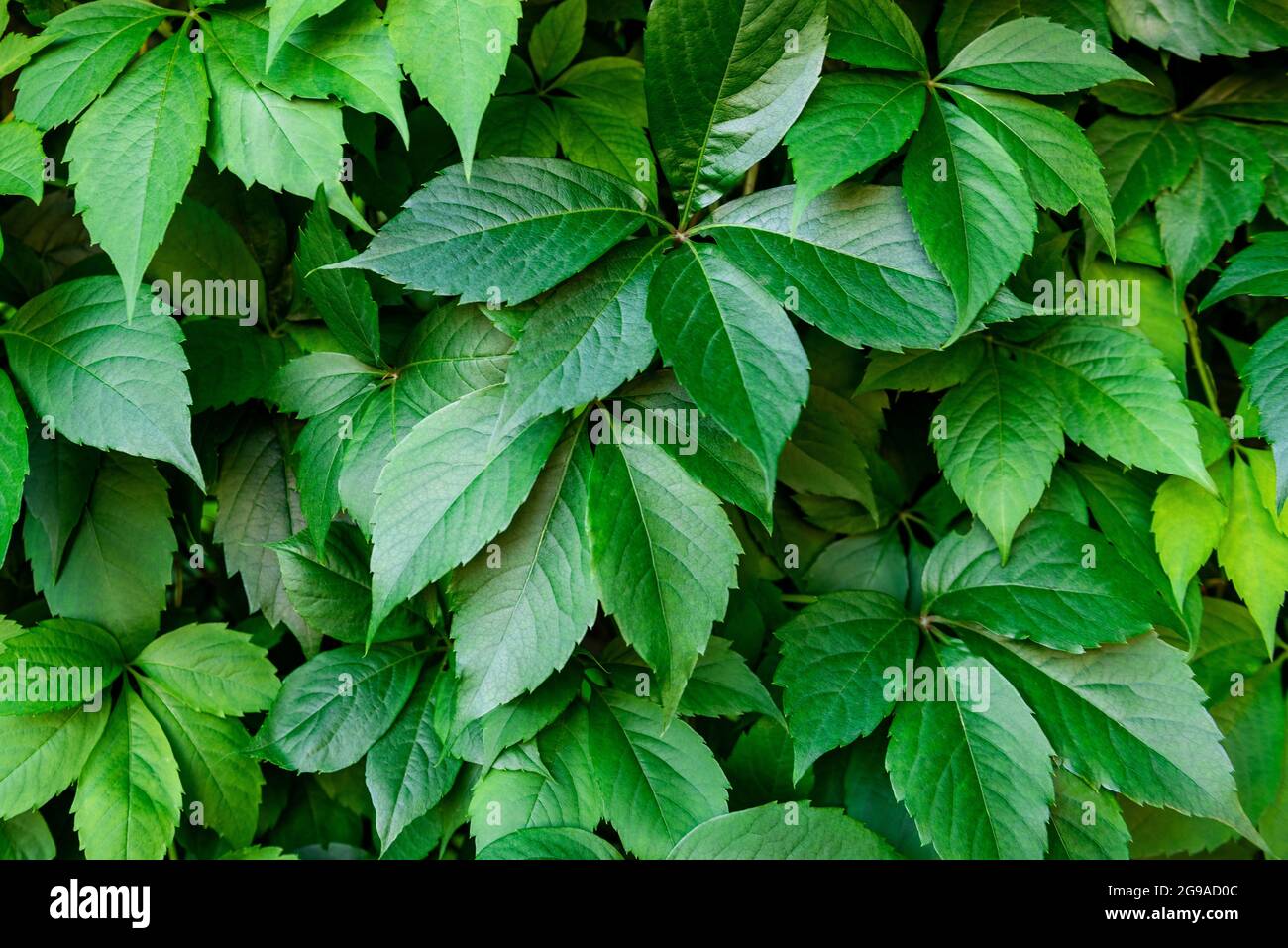 Virginia creeper plant background. Natural floral pattern. Lush dark ...