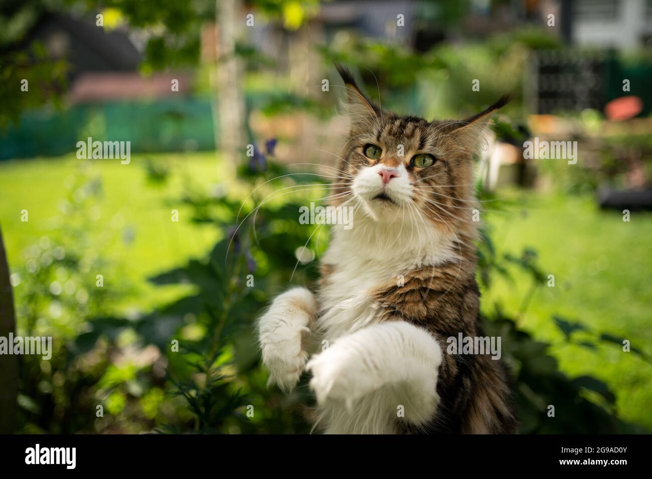 curious tabby white maine coon cat rearing up outdoors in the back yard ...