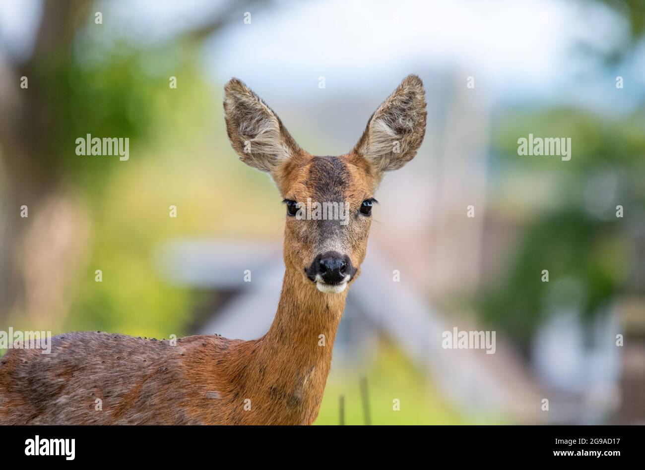 Roe deer portrait hi-res stock photography and images - Alamy