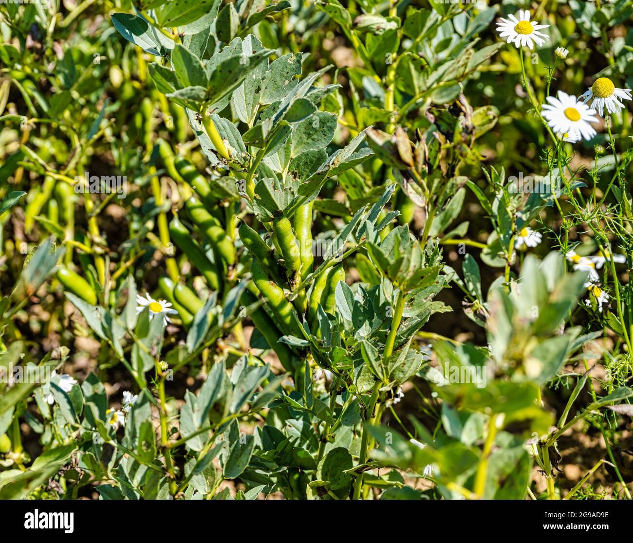 Broad bean plant hi-res stock photography and images - Alamy