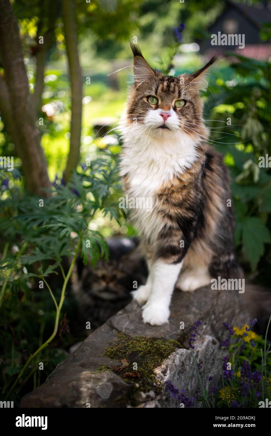 tabby white maine coon cat portrait outdoors in the back yard Stock ...