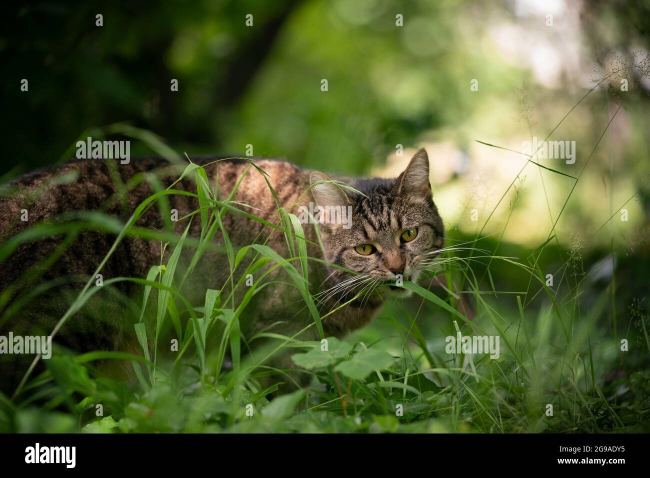 tabby cat outdoors in nature eating green grass Stock Photo - Alamy
