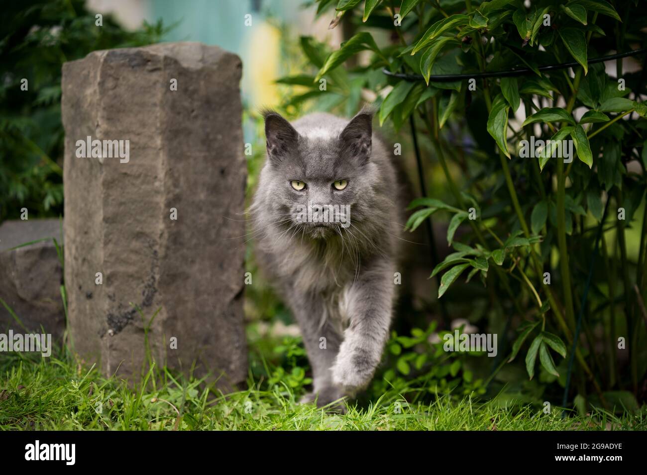 gray blue maine coon cat walking towards camera in the back yard next ...