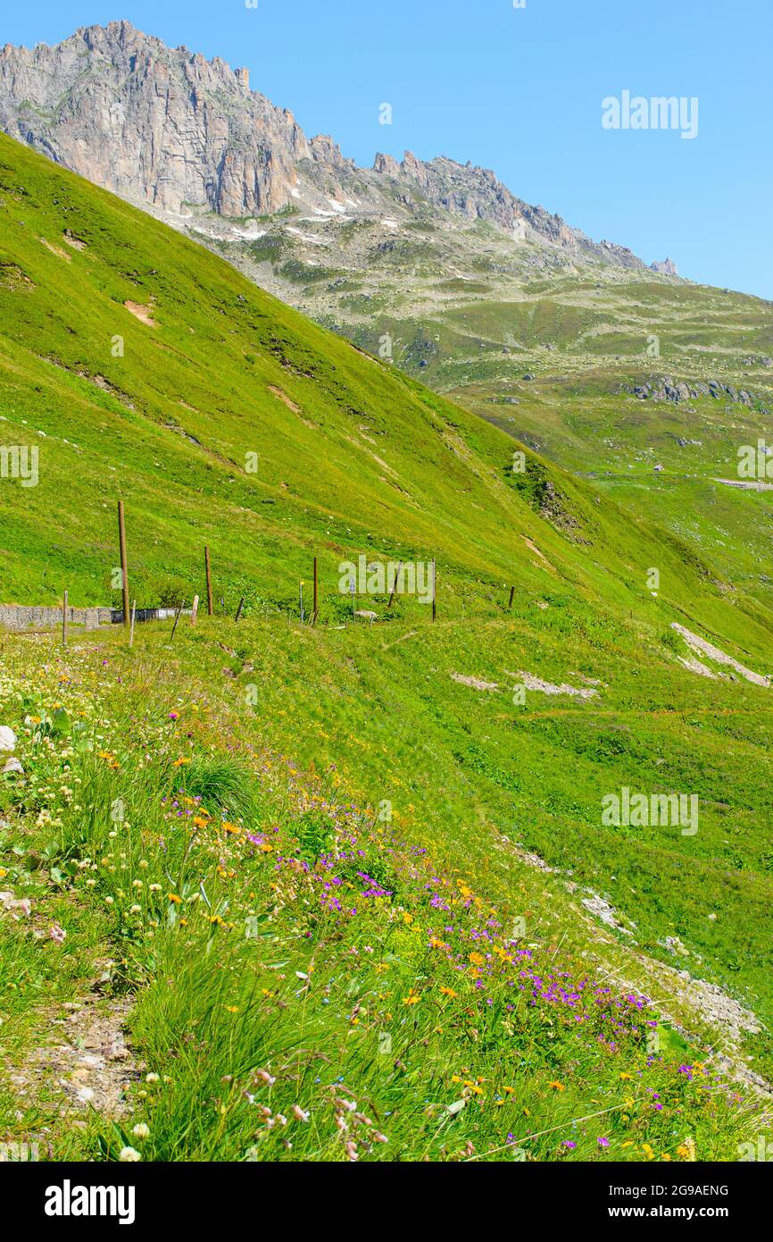 Wild wildflowers in the mountains. Alpine meadows. Switzerland. Furka ...