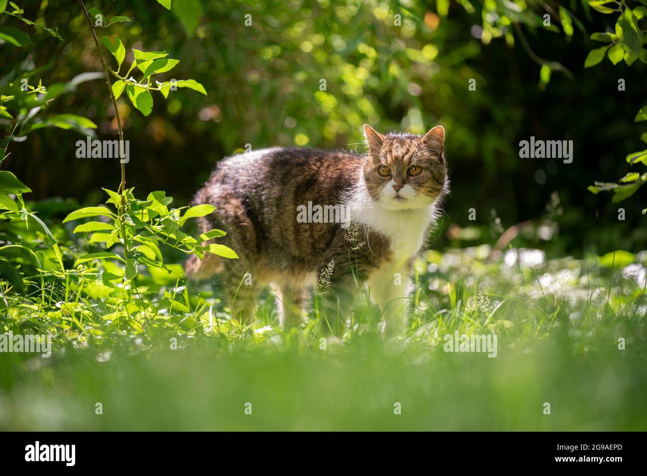 tabby white cat standing on sunny meadow with green plants observing ...