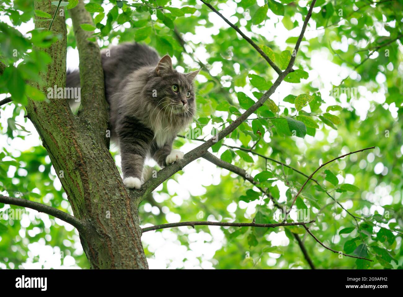 gray blue tabby maine coon cat climbing tree outdoors in green nature ...
