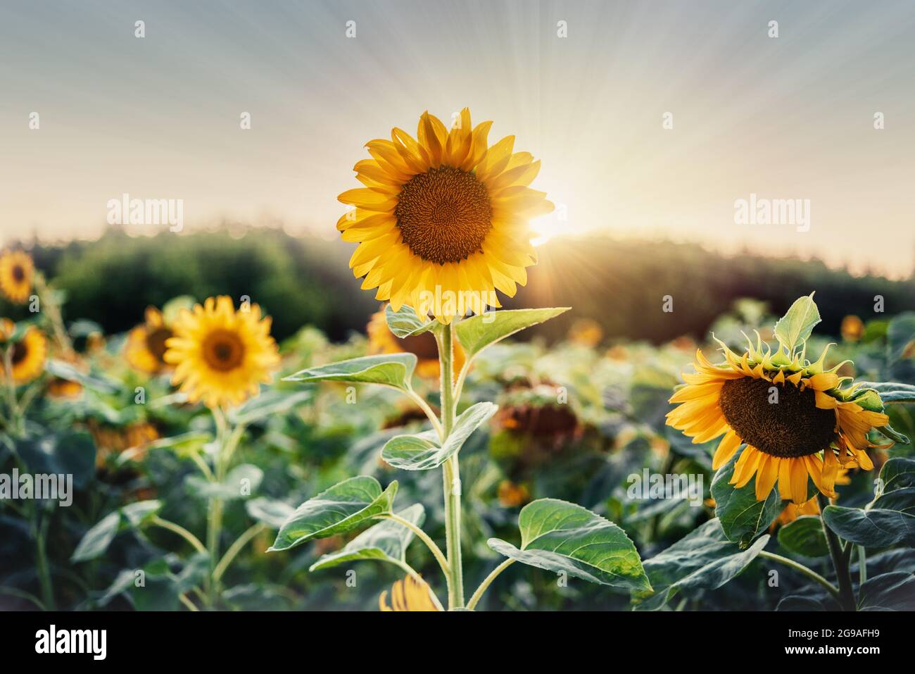 Golden sunflower in the field backlit by the rays of the setting sun ...