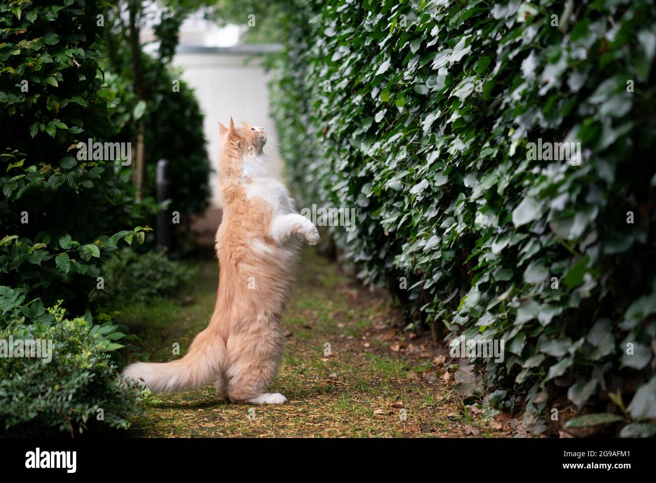 curious cream colored white maine coon cat standing on hind legs ...