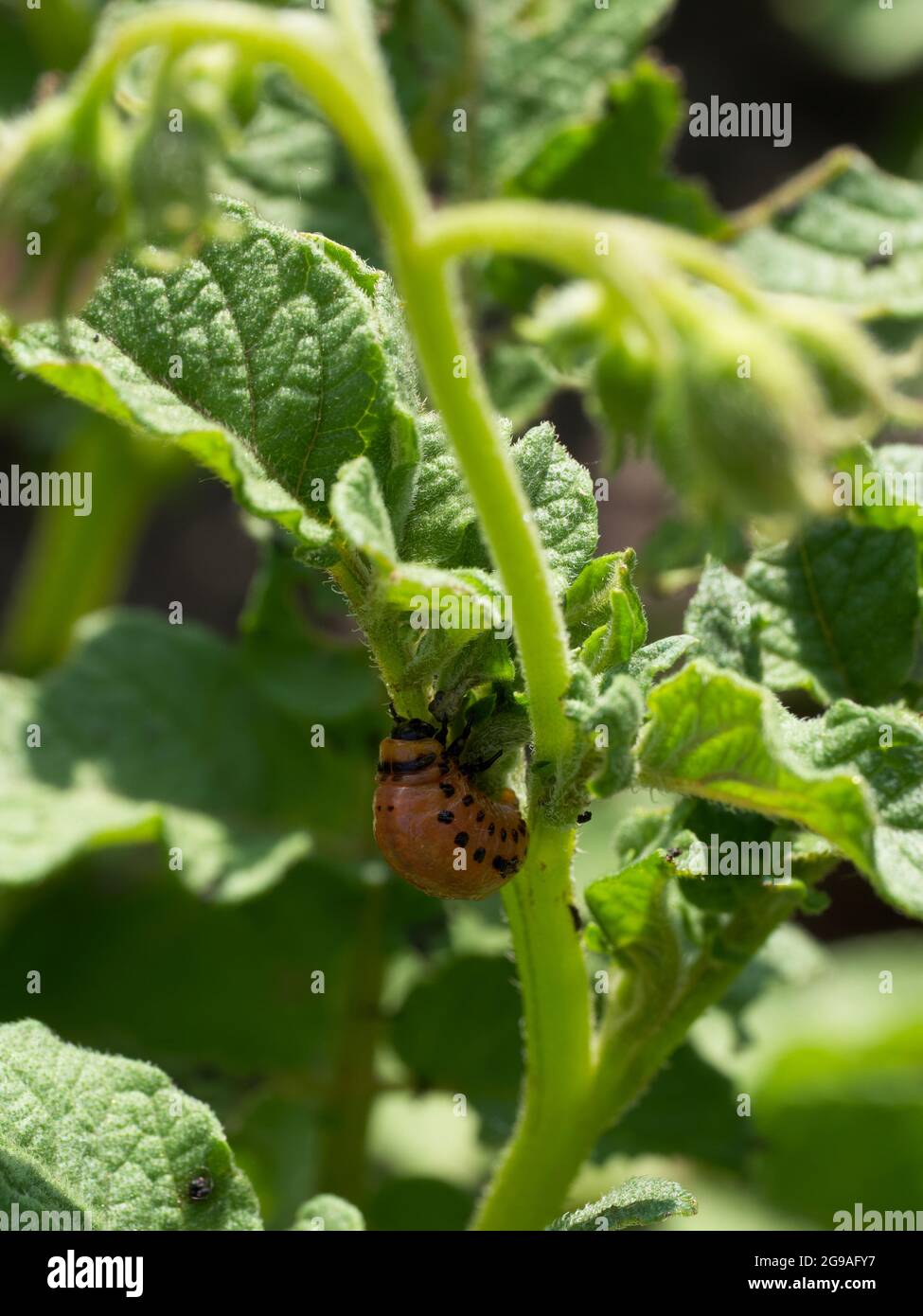 Colorado potato beetle larva on a potato stalk. Insect pest, close-up ...