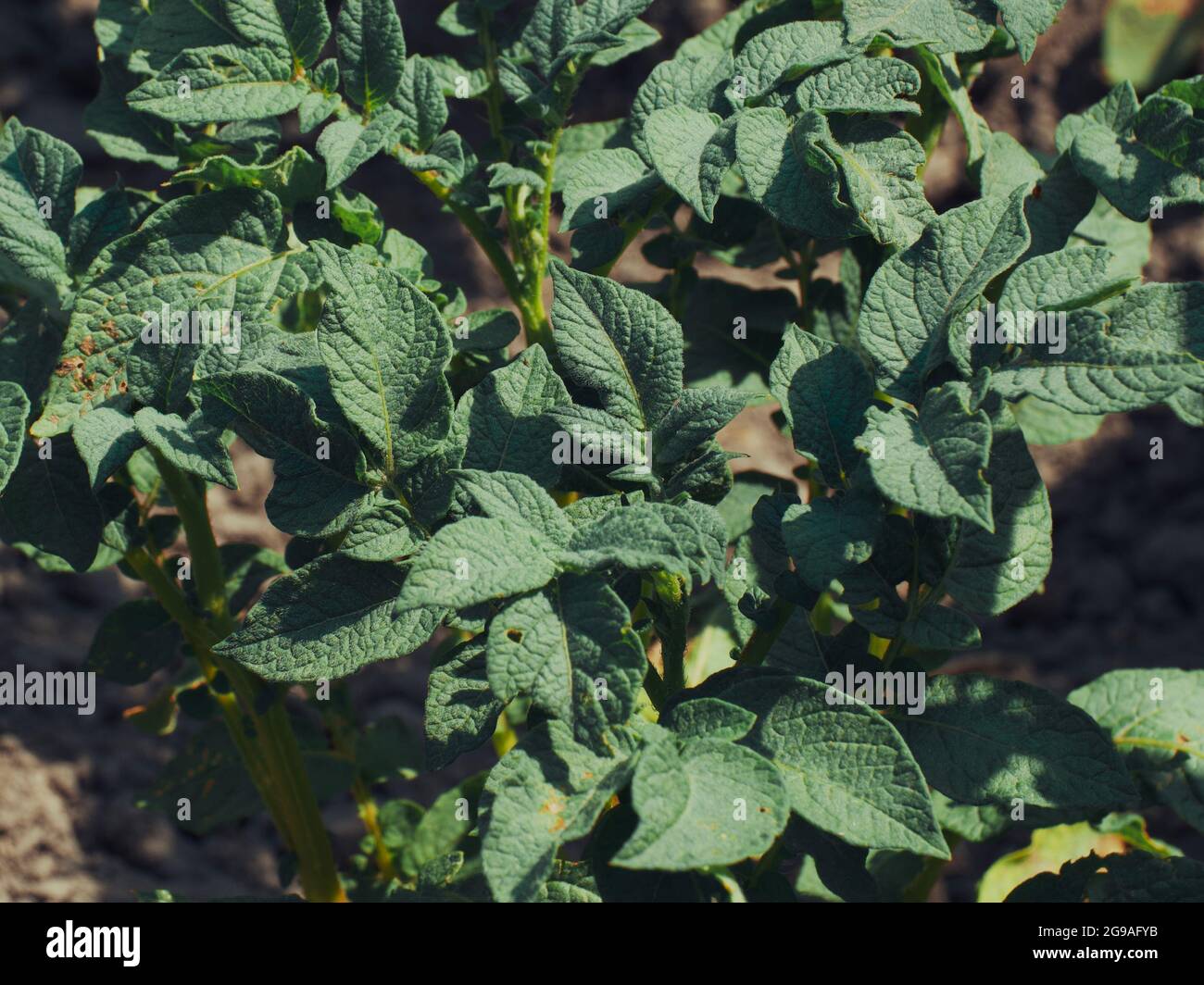 Potato bush in the garden, close-up. Potato stalks in the home garden ...