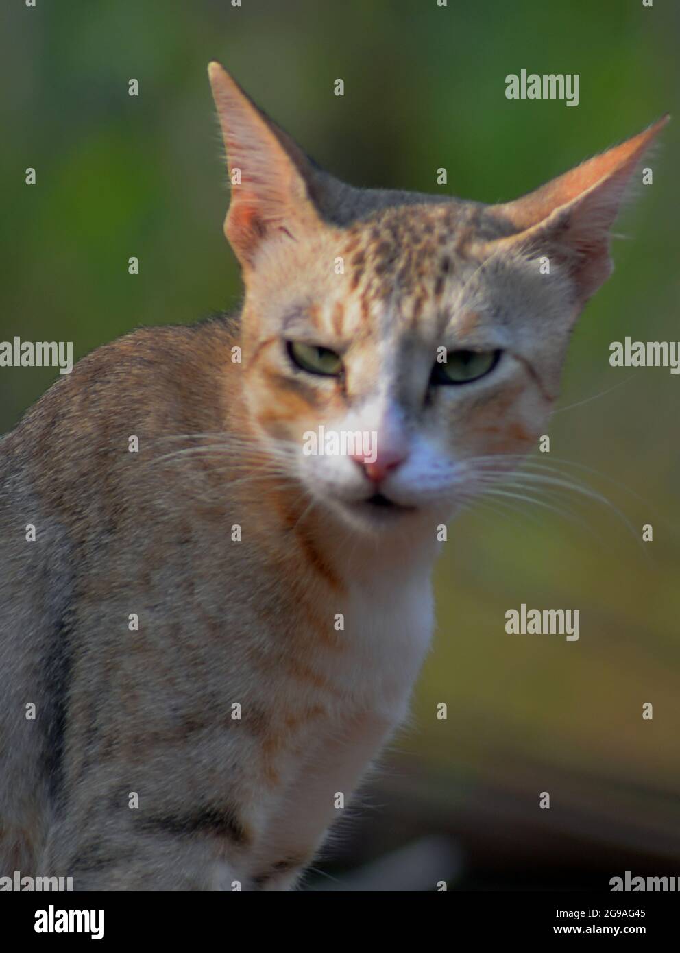 Cat making funny/weird expression facing camera/Outdoor Stock Photo - Alamy