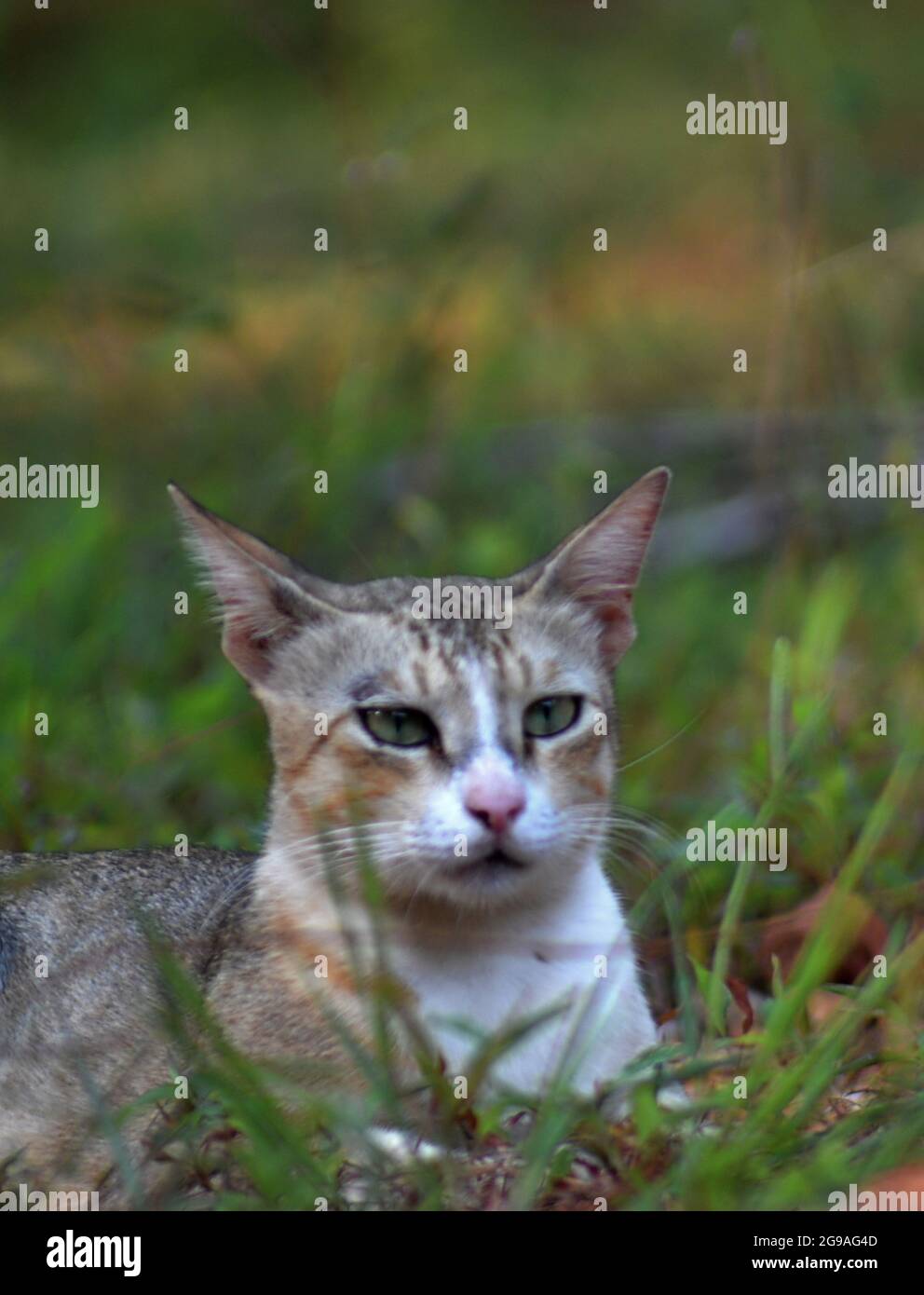 Cat making funny/weird expression facing camera/Outdoor Stock Photo - Alamy