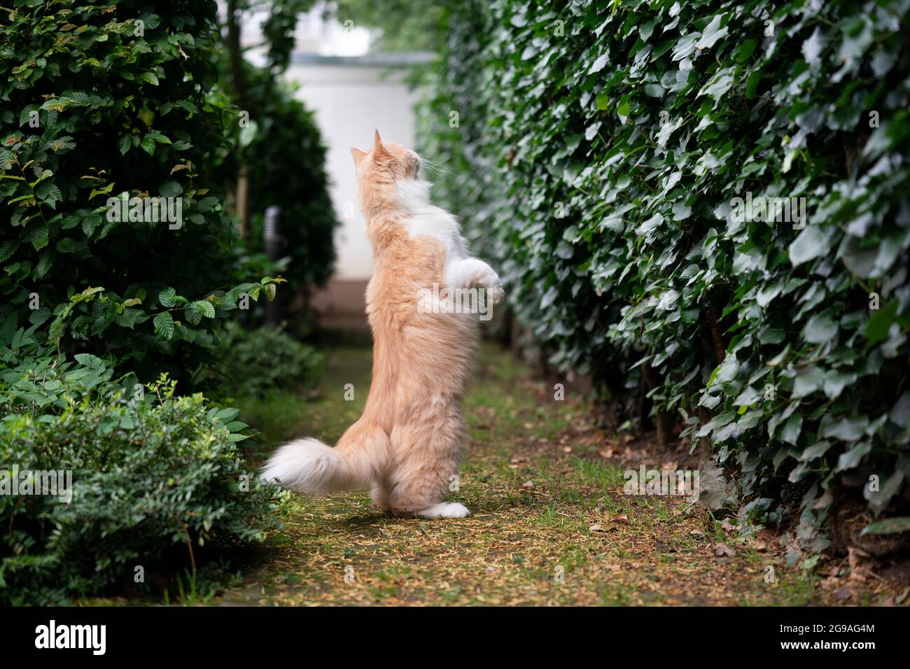 curious cream colored white maine coon cat standing on hind legs ...