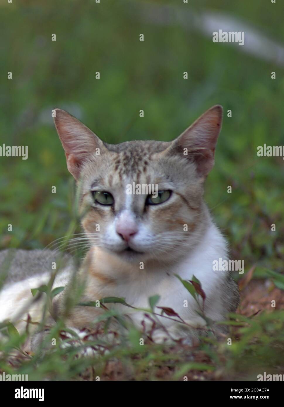 Cat making funny/weird expression facing camera/Outdoor Stock Photo - Alamy
