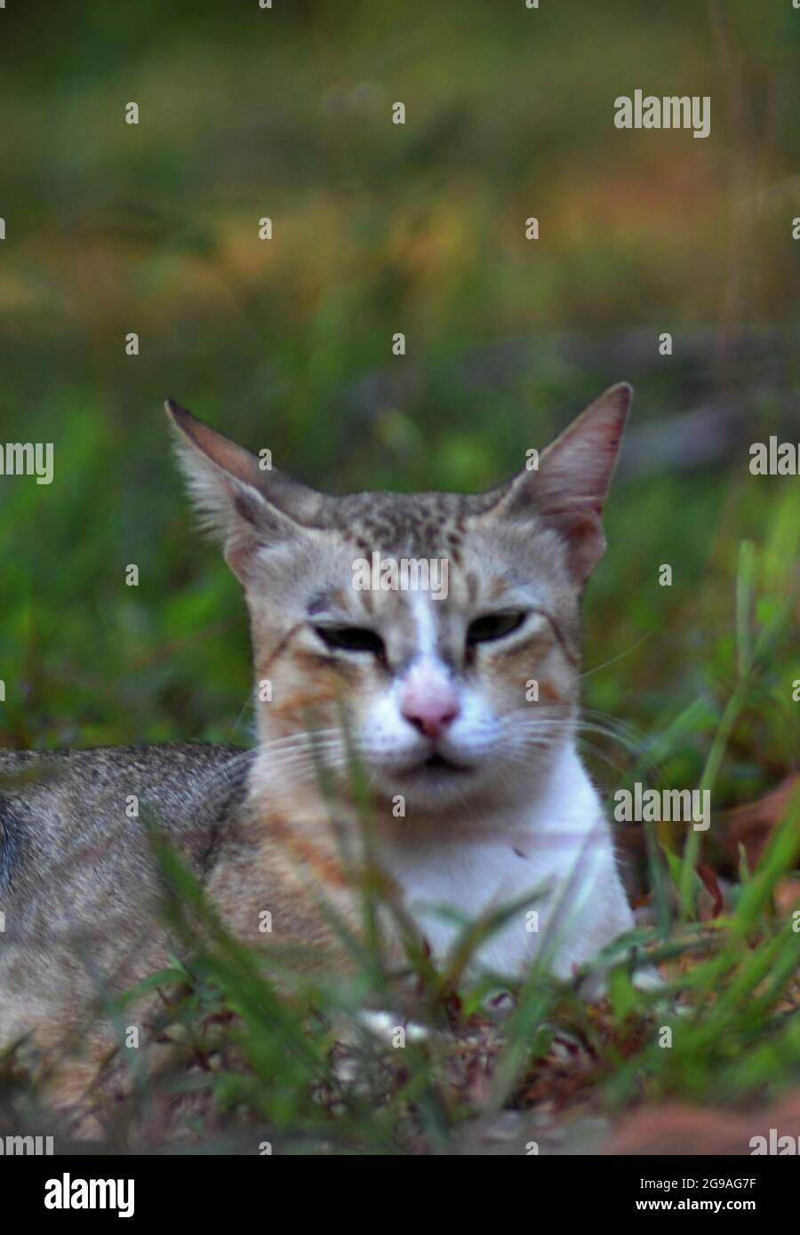 Cat making funny/weird expression facing camera/Outdoor Stock Photo - Alamy