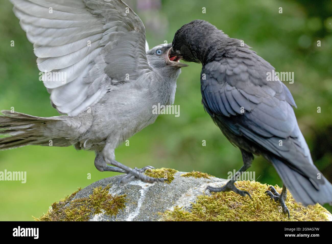 Jackdaws (Corvus monedula). Juveniles. Left bird a fledgling. Young ...