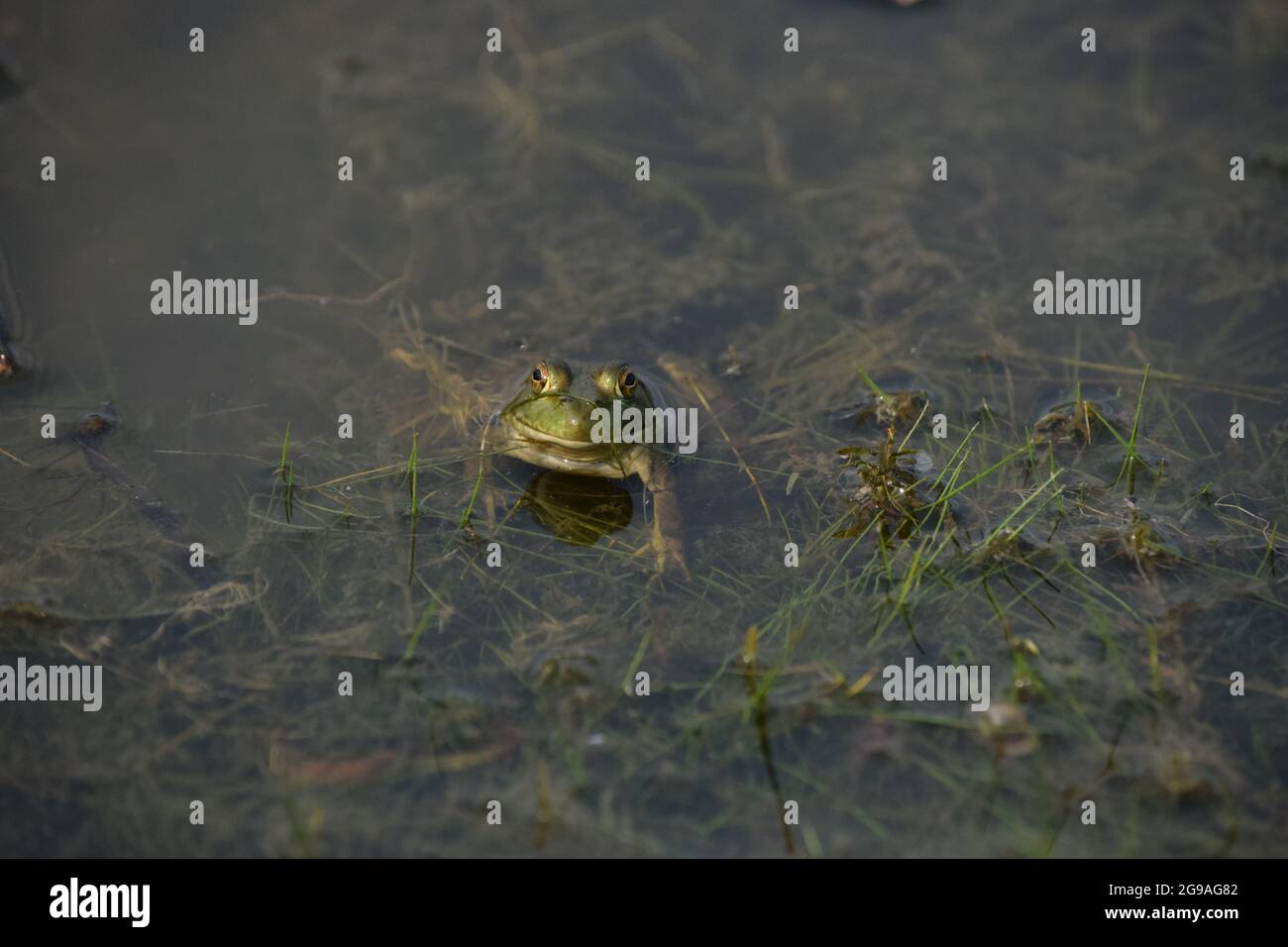 American Bullfrog Frog in water at pond Stock Photo - Alamy