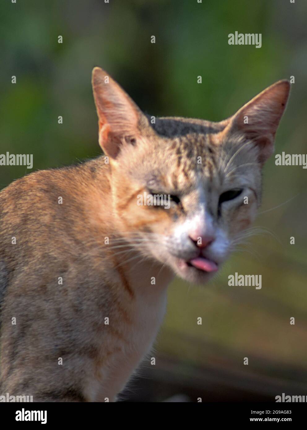 Cat weird face hi-res stock photography and images - Alamy