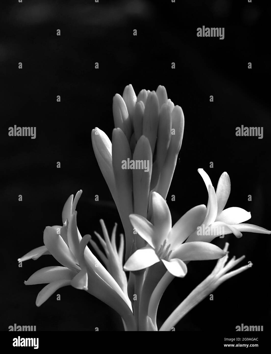 White tuberose hi-res stock photography and images - Alamy