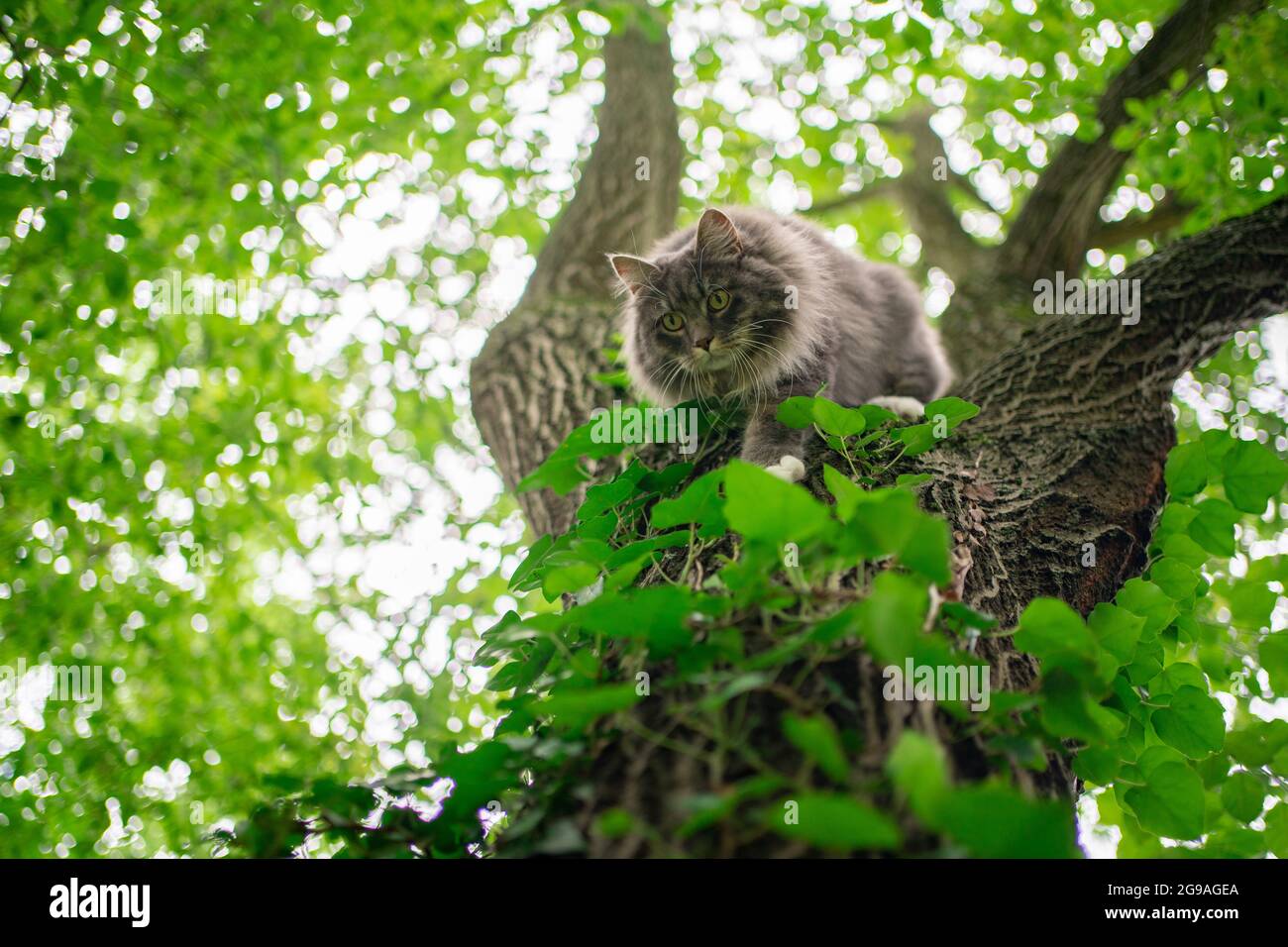 gray blue tabby maine coon cat climbing down tree outdoors in green ...