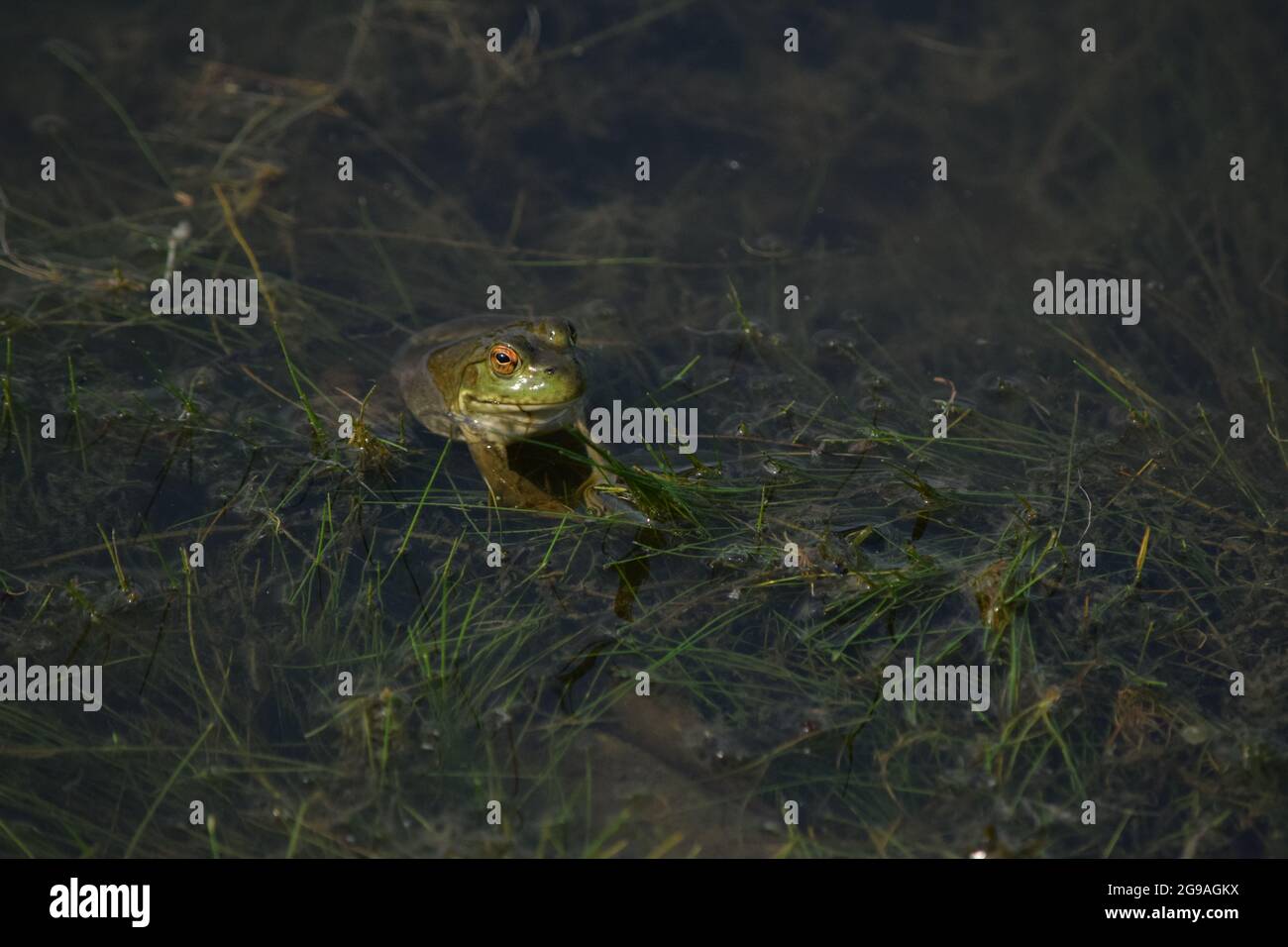 American Bullfrog Frog in water at pond Stock Photo - Alamy