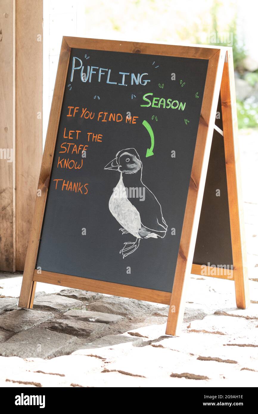 Puffling hi-res stock photography and images - Alamy