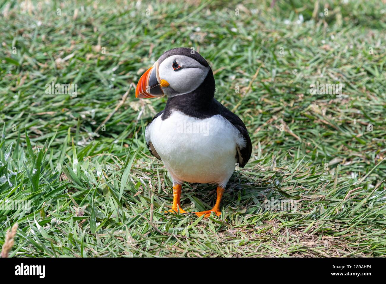 Puffin Bird - Isle of Lunga, Treshnish Isles, Isle of Mull, Scotland ...