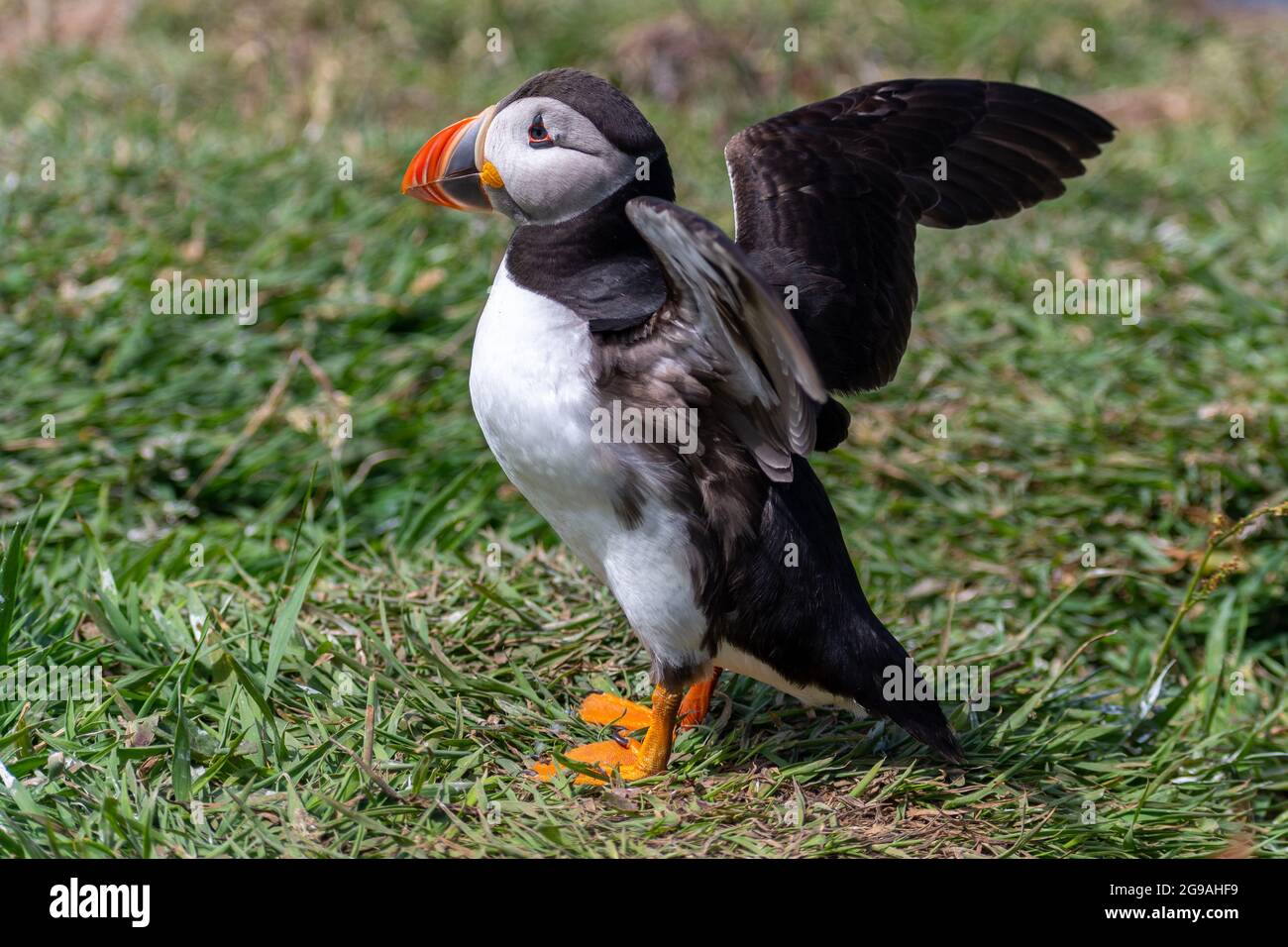 Puffin Bird - Isle of Lunga, Treshnish Isles, Isle of Mull, Scotland ...